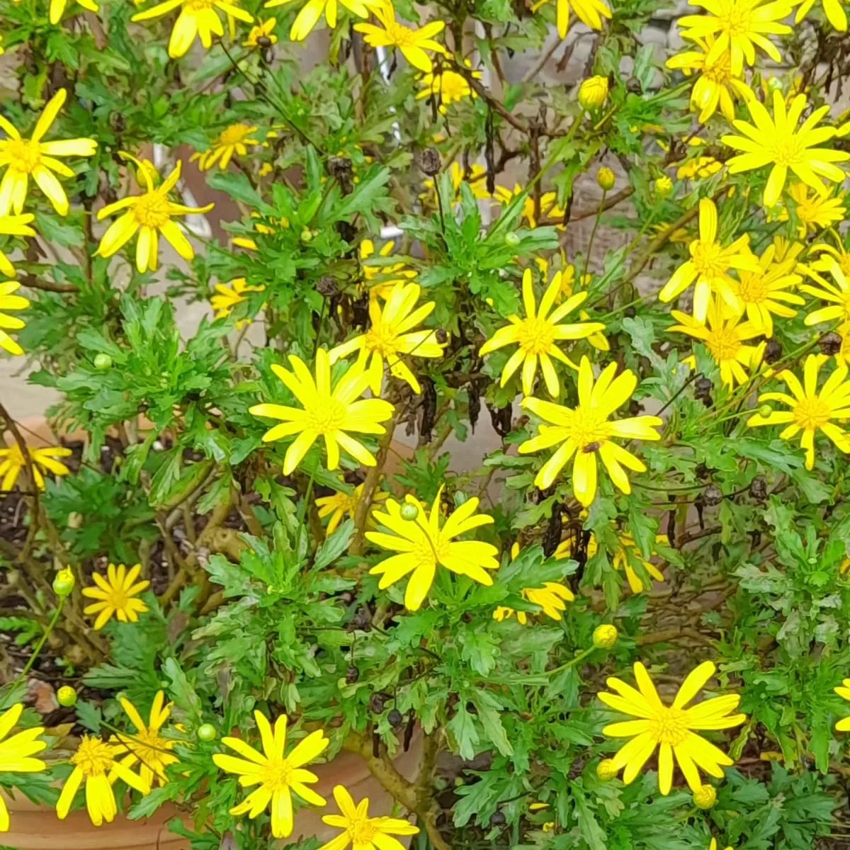Plant FAQs: Euryops Pectinatus