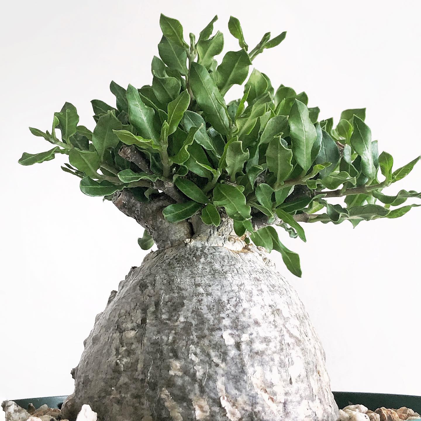 Plant FAQs: Fockea Edulis