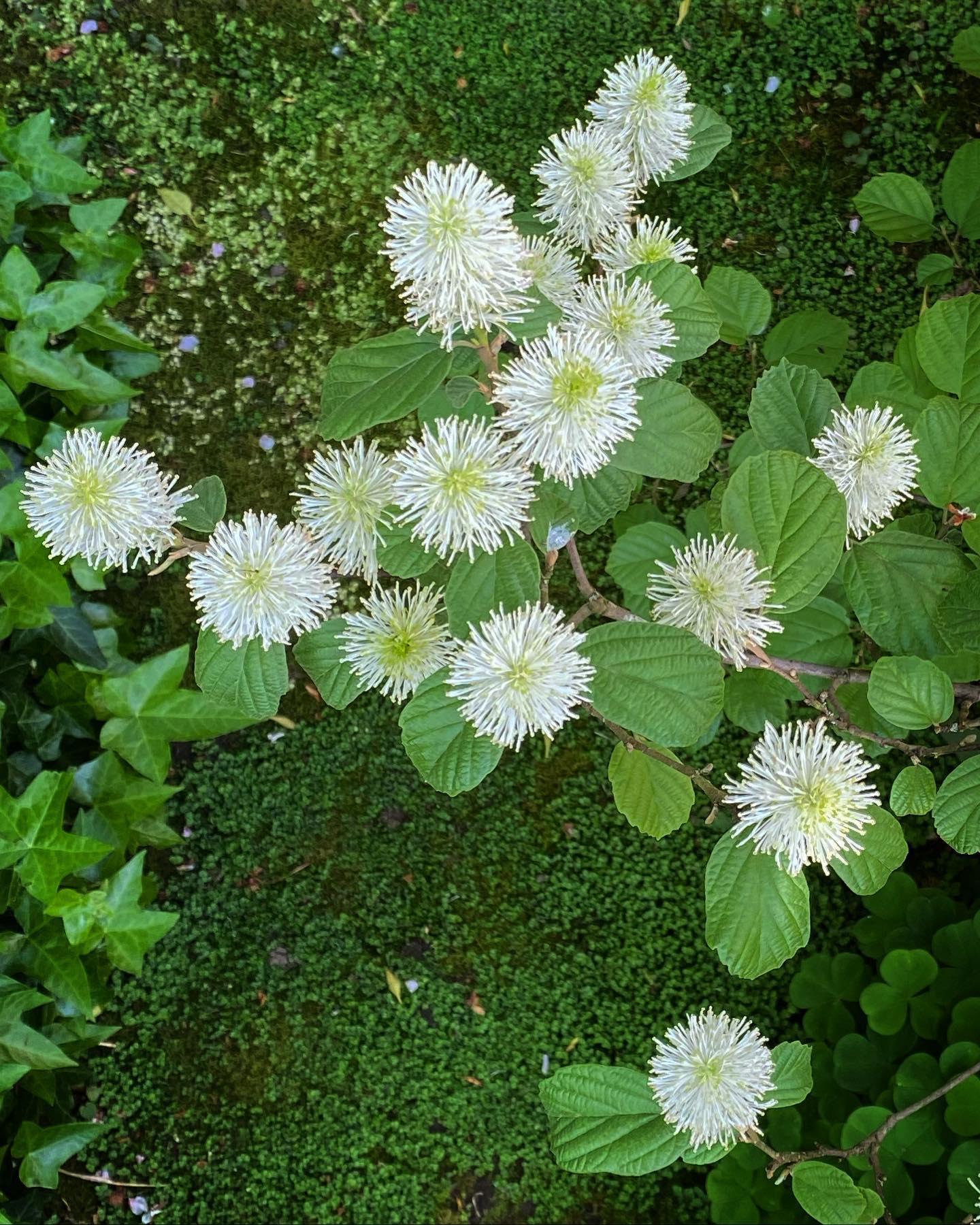 Plant FAQs: Fothergilla Gardenii