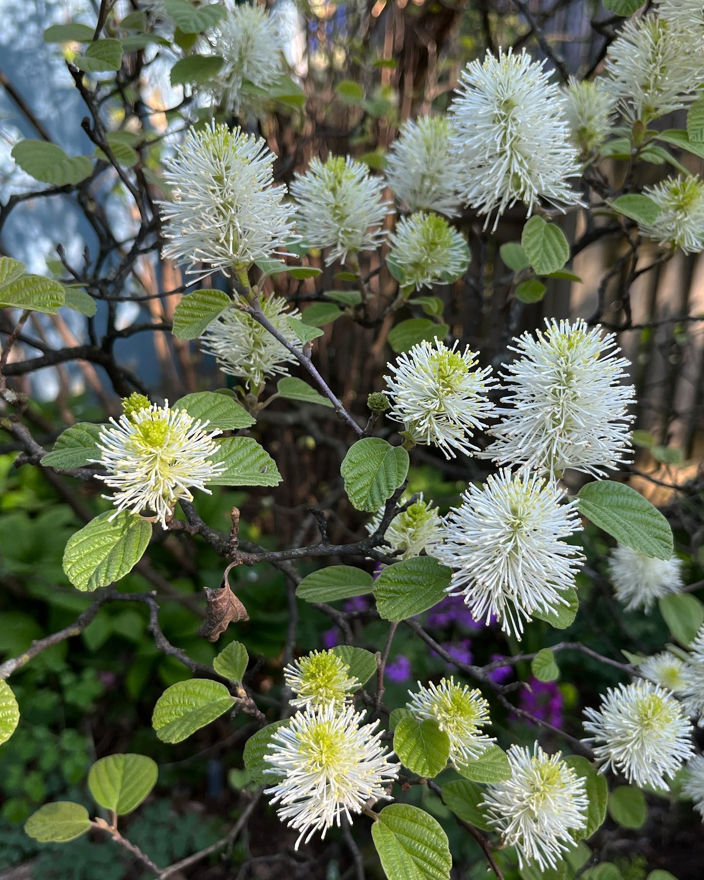 Plant FAQs: Fothergilla Mt. Airy