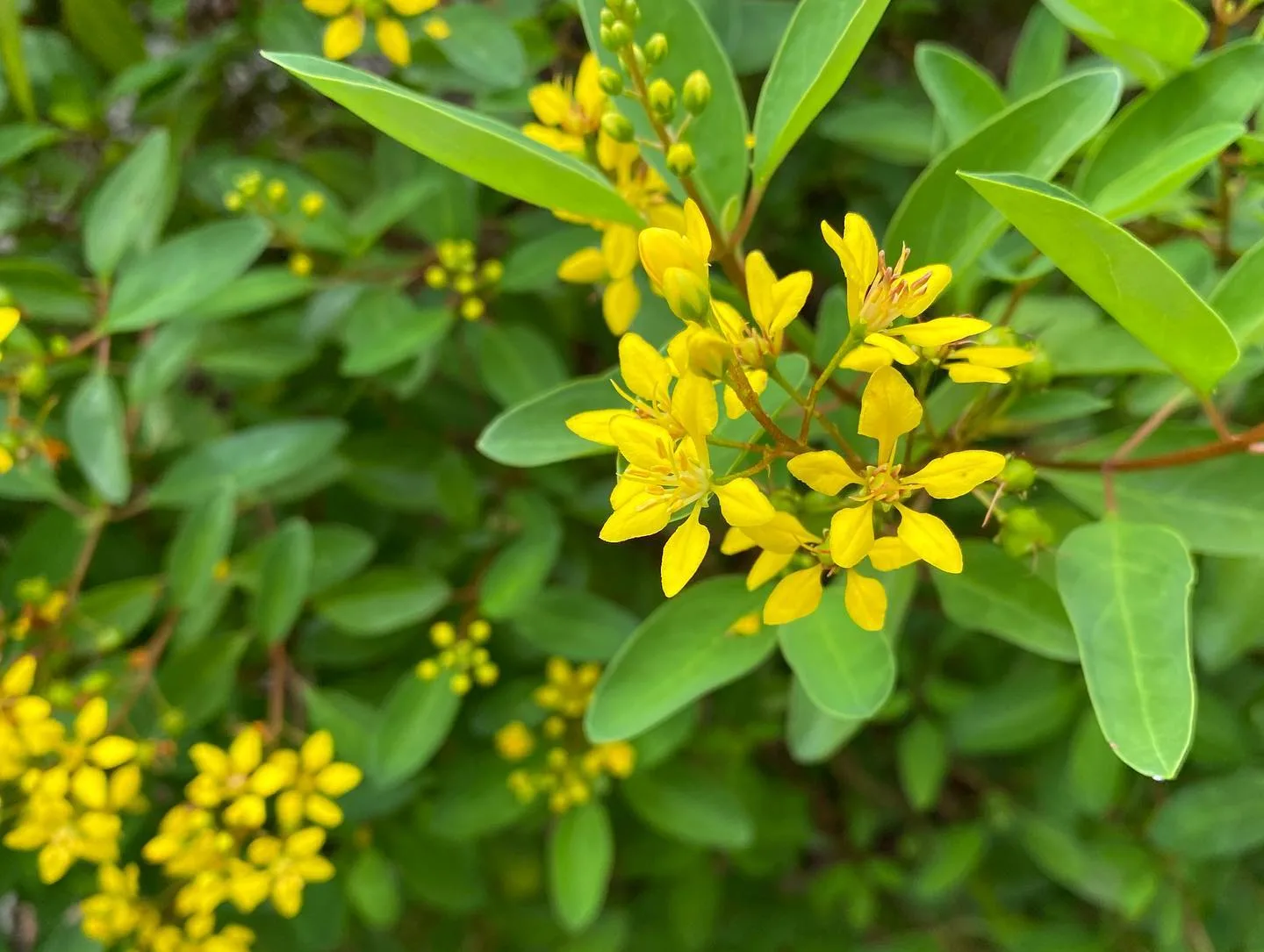 Plant FAQs: Galphimia Glauca