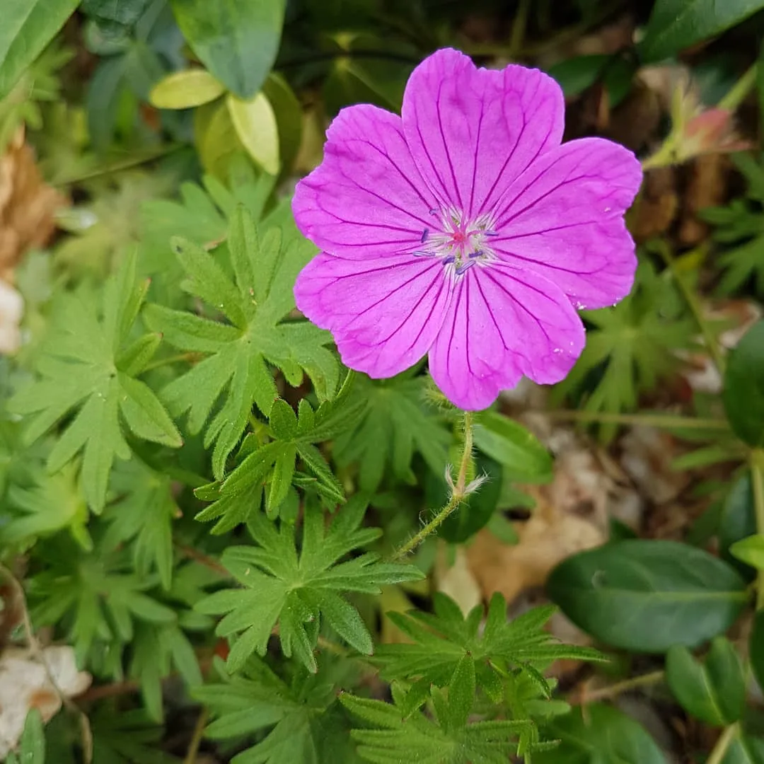 Plant FAQs: Geranium Molle