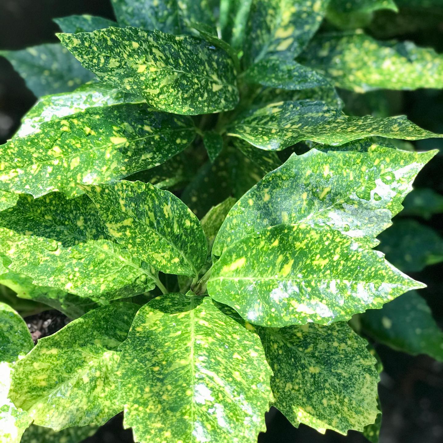 Why Is My Gold Dust Plant Turning Black at Timothy Samons blog