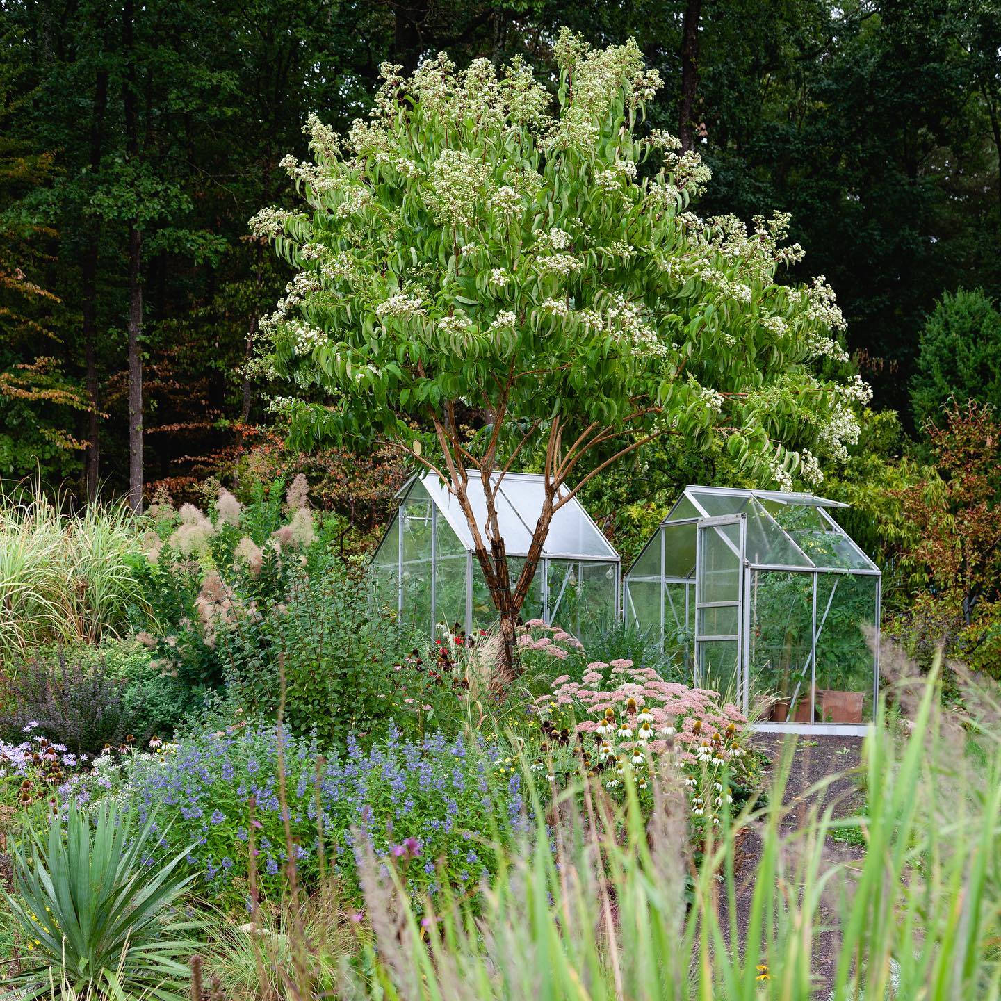 Plant FAQs: Heptacodium