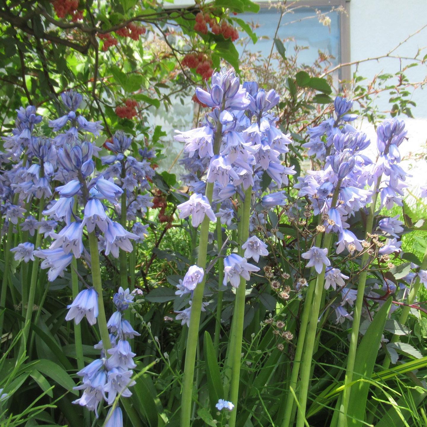 Plant 101: Hyacinthoides