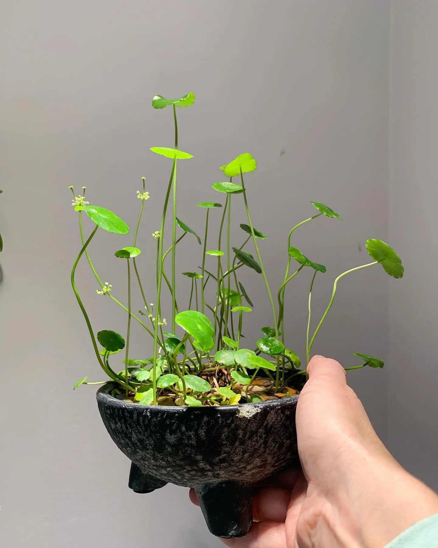 Plant FAQs: Hydrocotyle Vulgaris