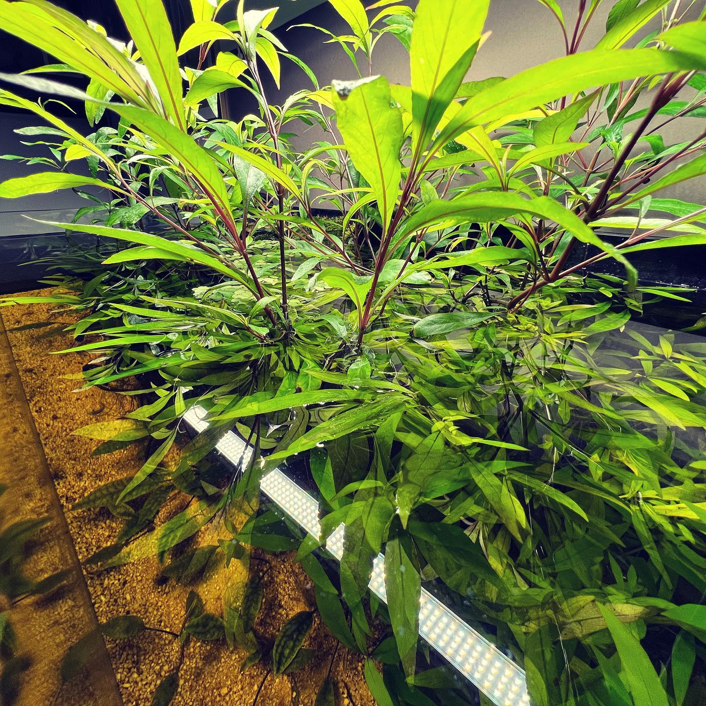 Plant FAQs: Hygrophila Corymbosa