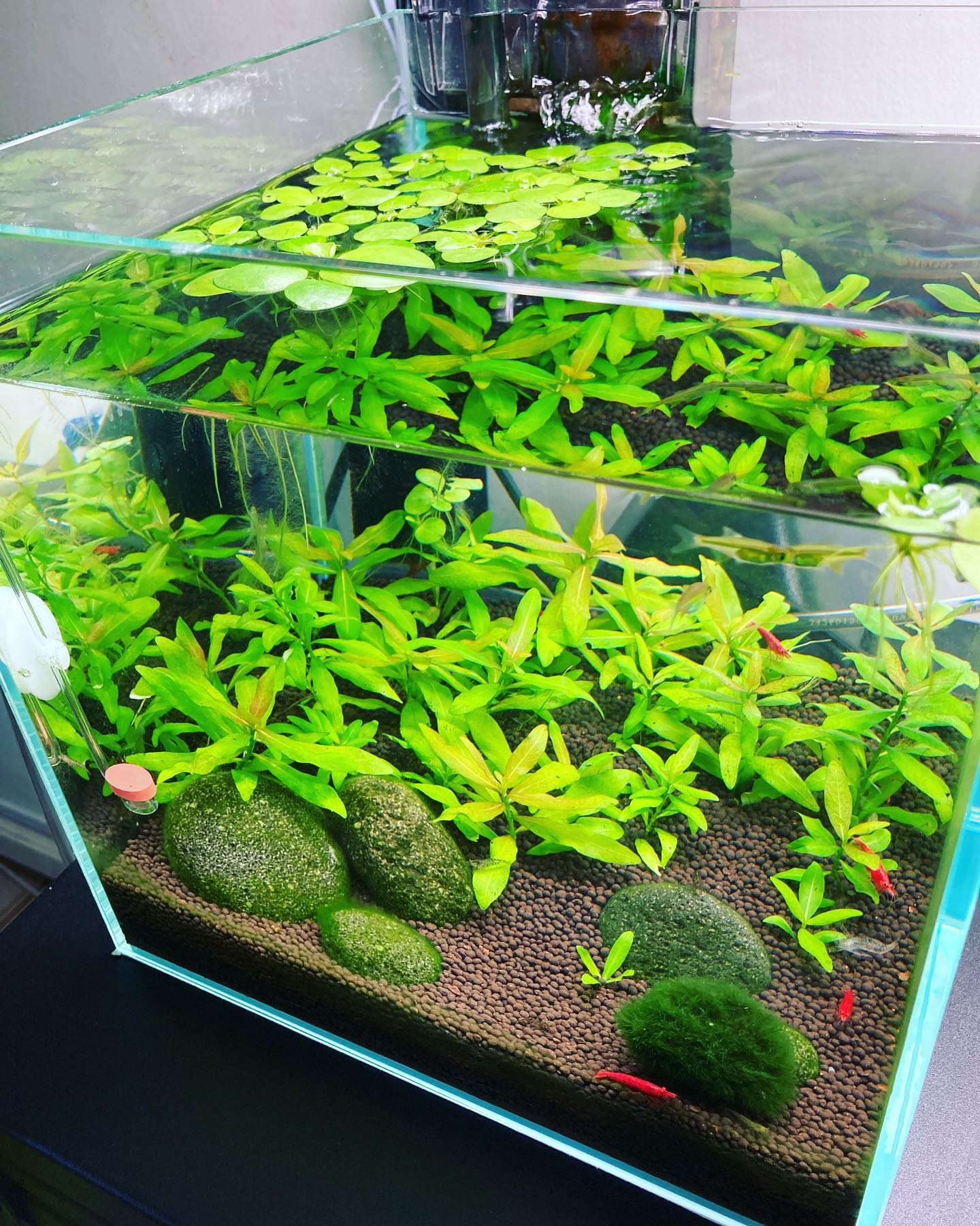 Plant FAQs: Hygrophila Polysperma