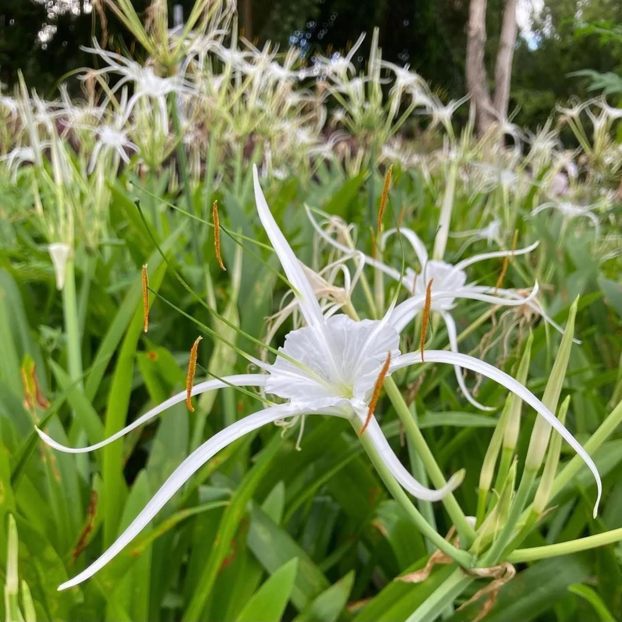 Plant FAQs: Hymenocallis Littoralis