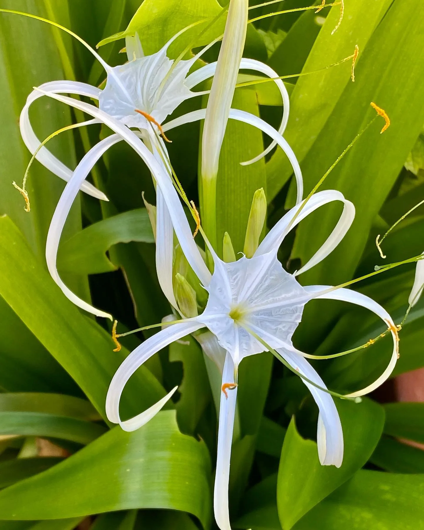 Plant FAQs: Hymenocallis