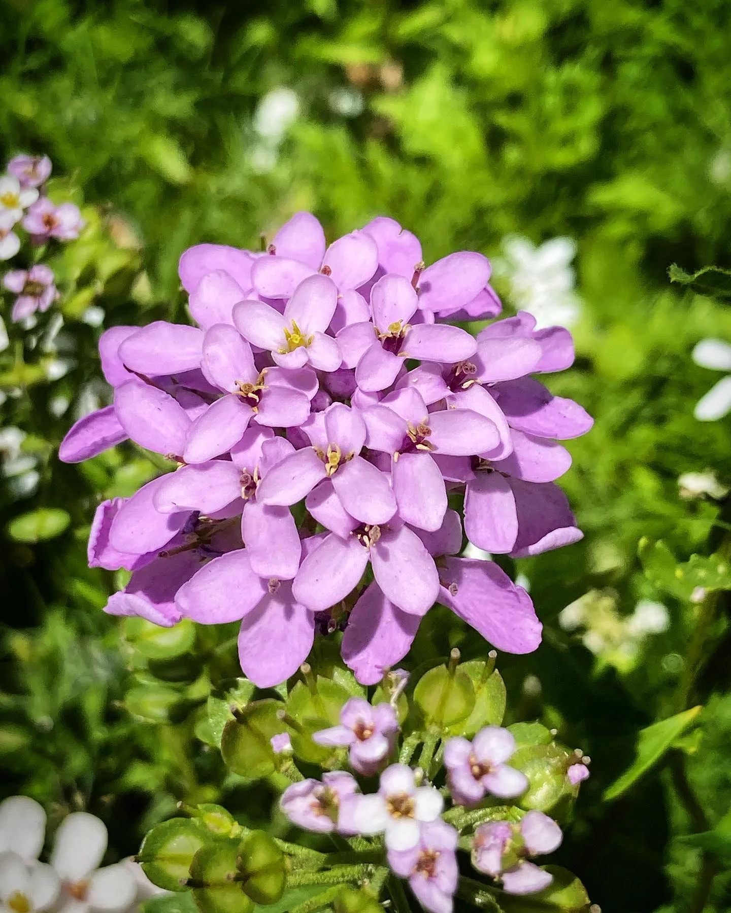 Plant FAQs: Iberis Umbellata