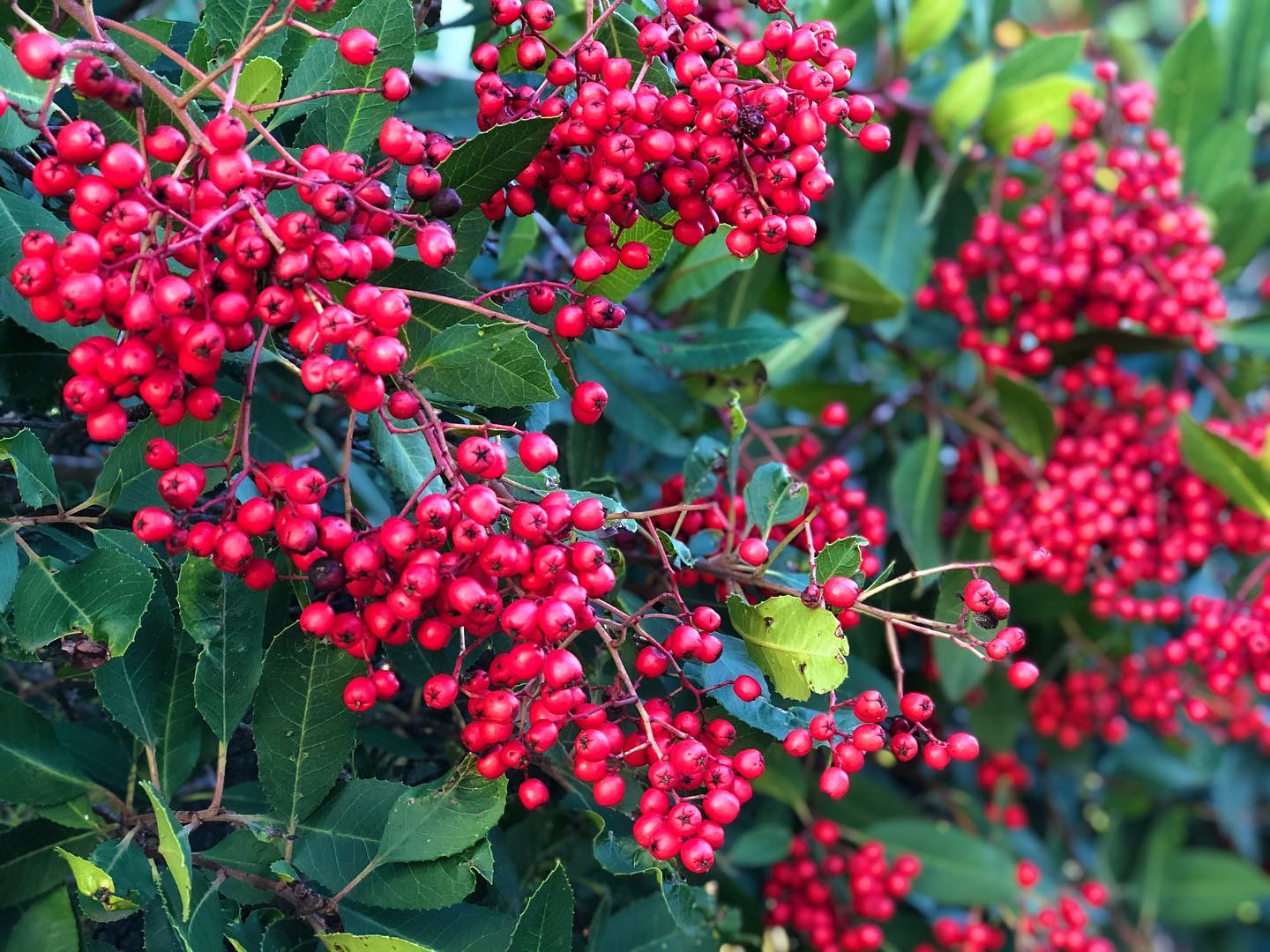Plant FAQs: Ilex Cassine - Dahoon Holly