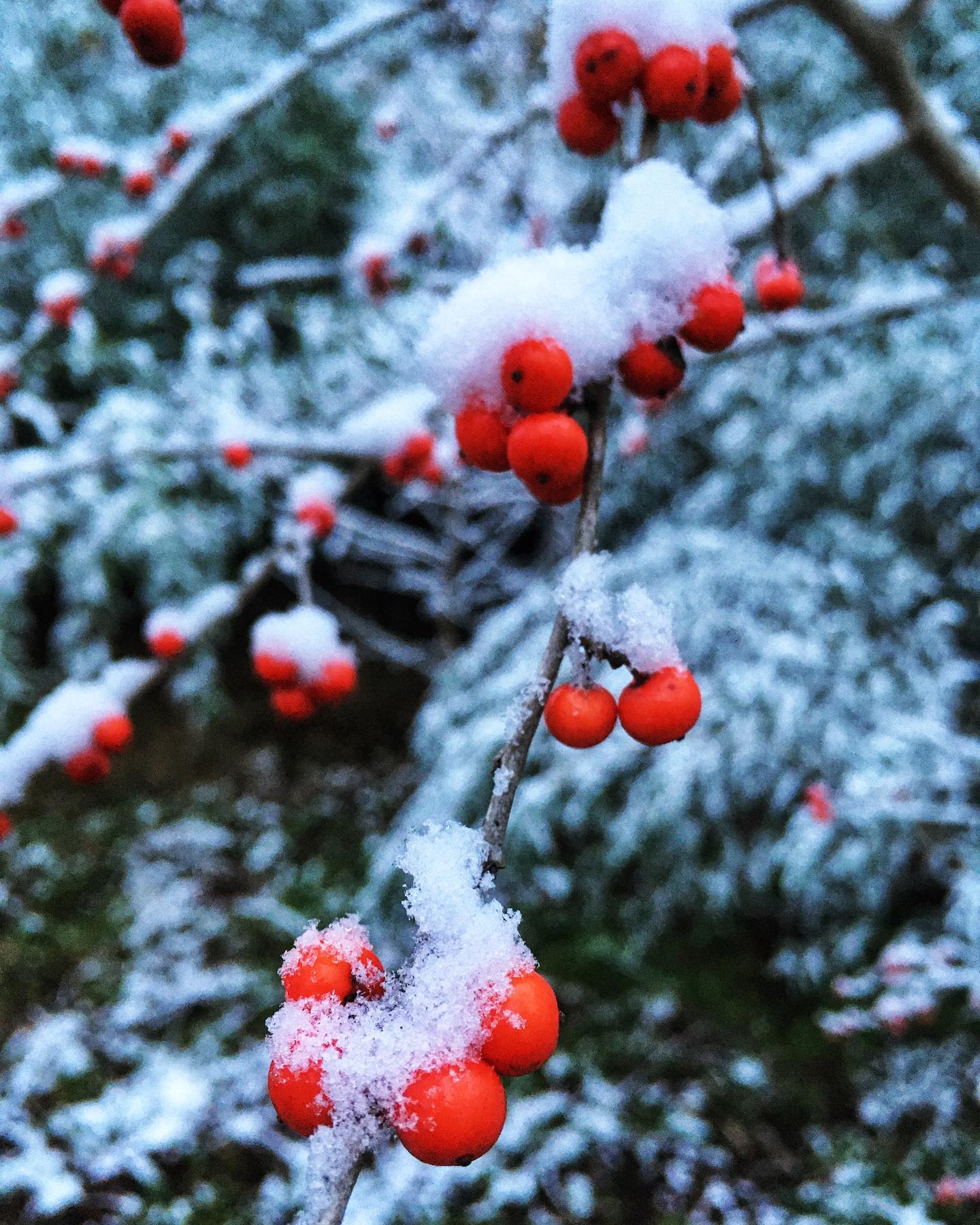 Plant FAQs: Ilex Decidua - Possumhaw