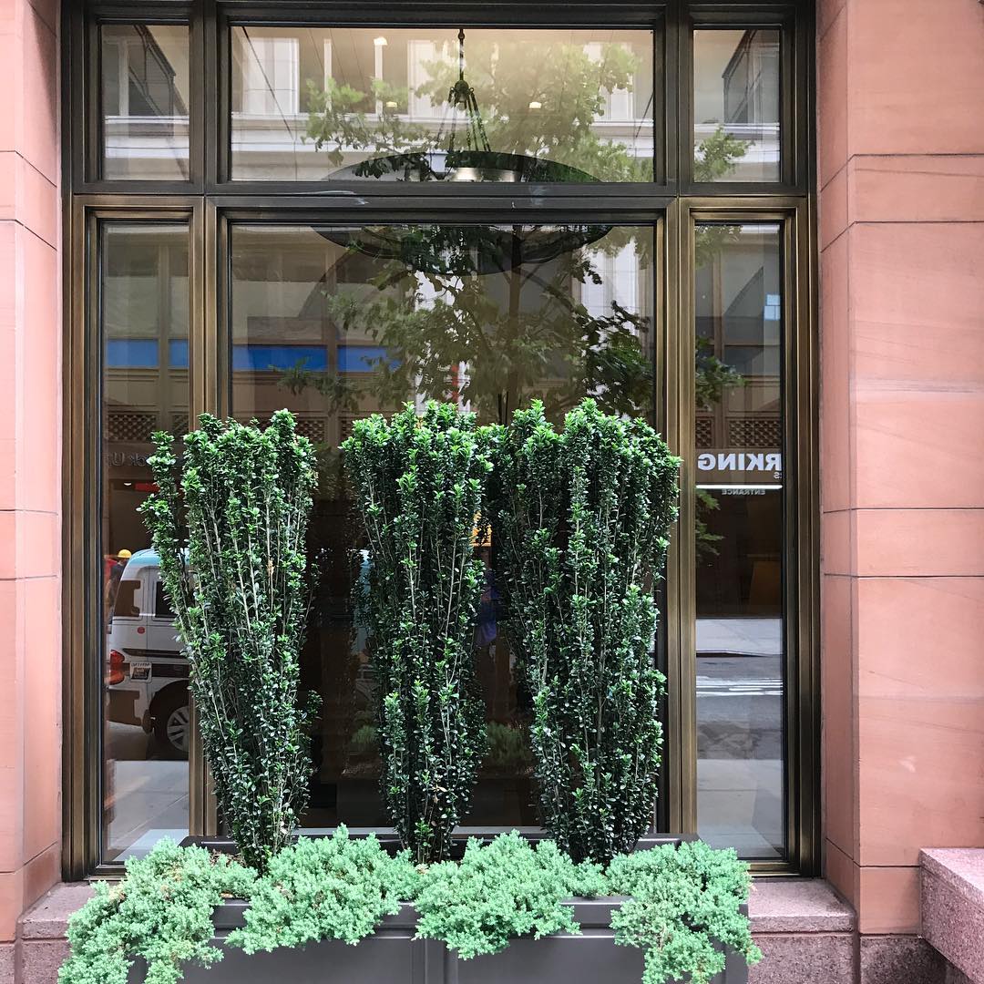 Plant FAQs: Ilex Sky Pencil - Japanese Holly