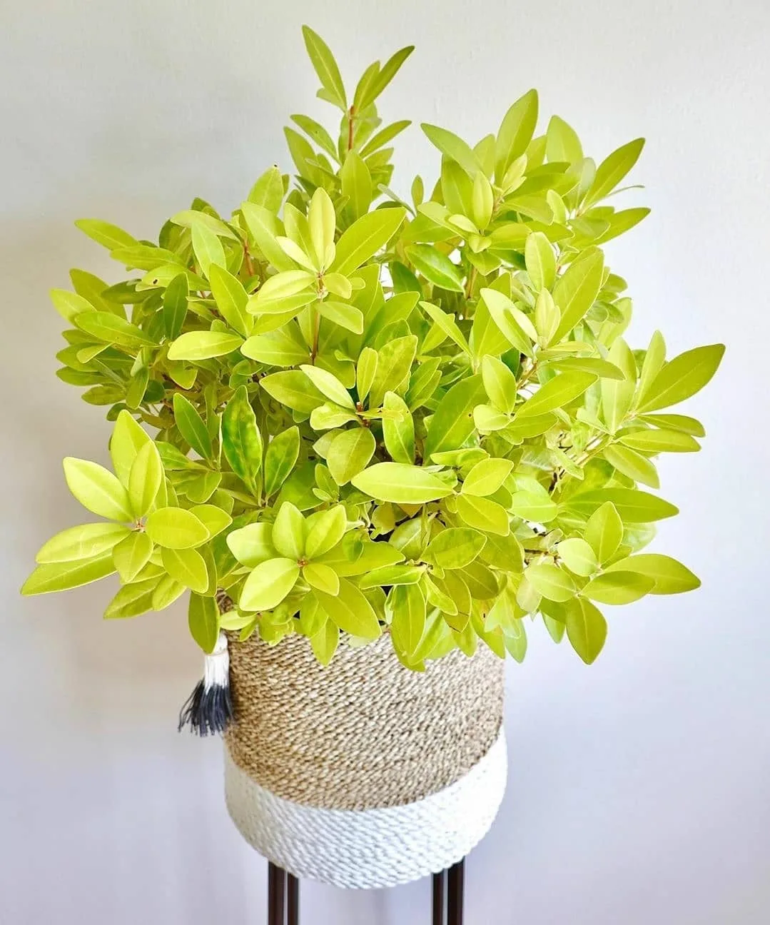 Plant FAQs: Illicium Florida Sunshine