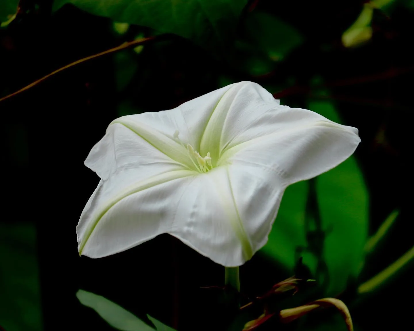 Plant FAQs: Ipomoea Alba