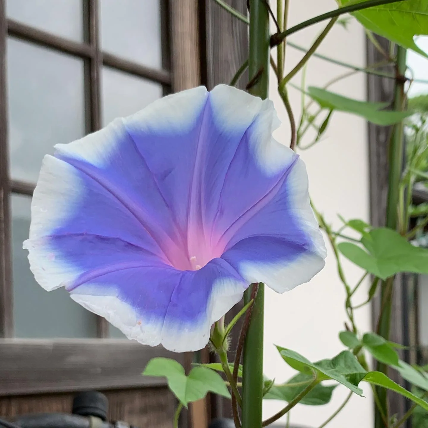 Plant FAQs: Ipomoea Nil