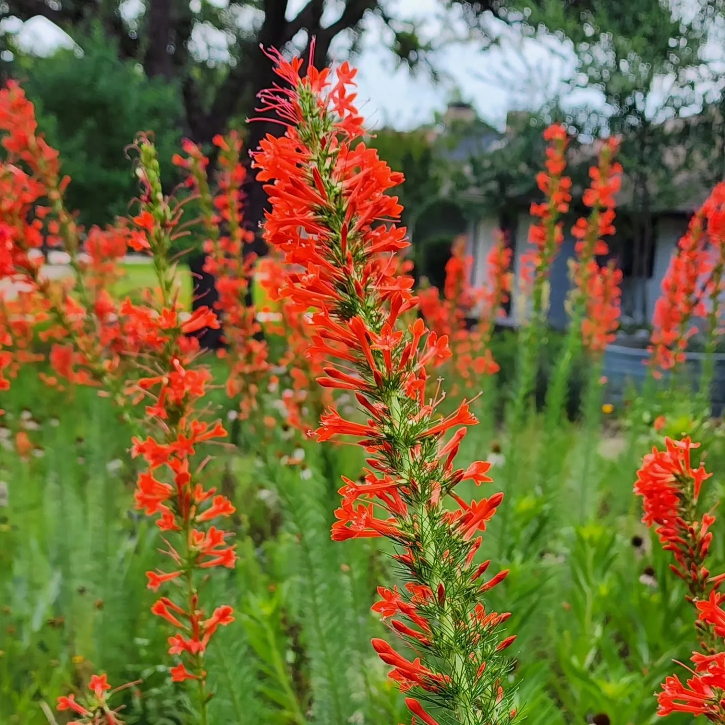 Plant FAQs: Ipomopsis Rubra