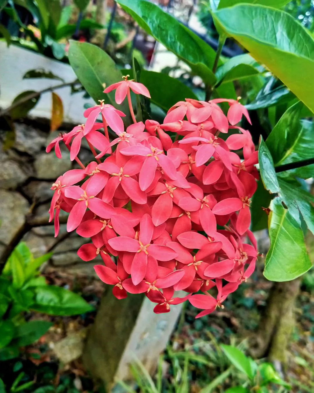Plant FAQs: Ixora Chinensis