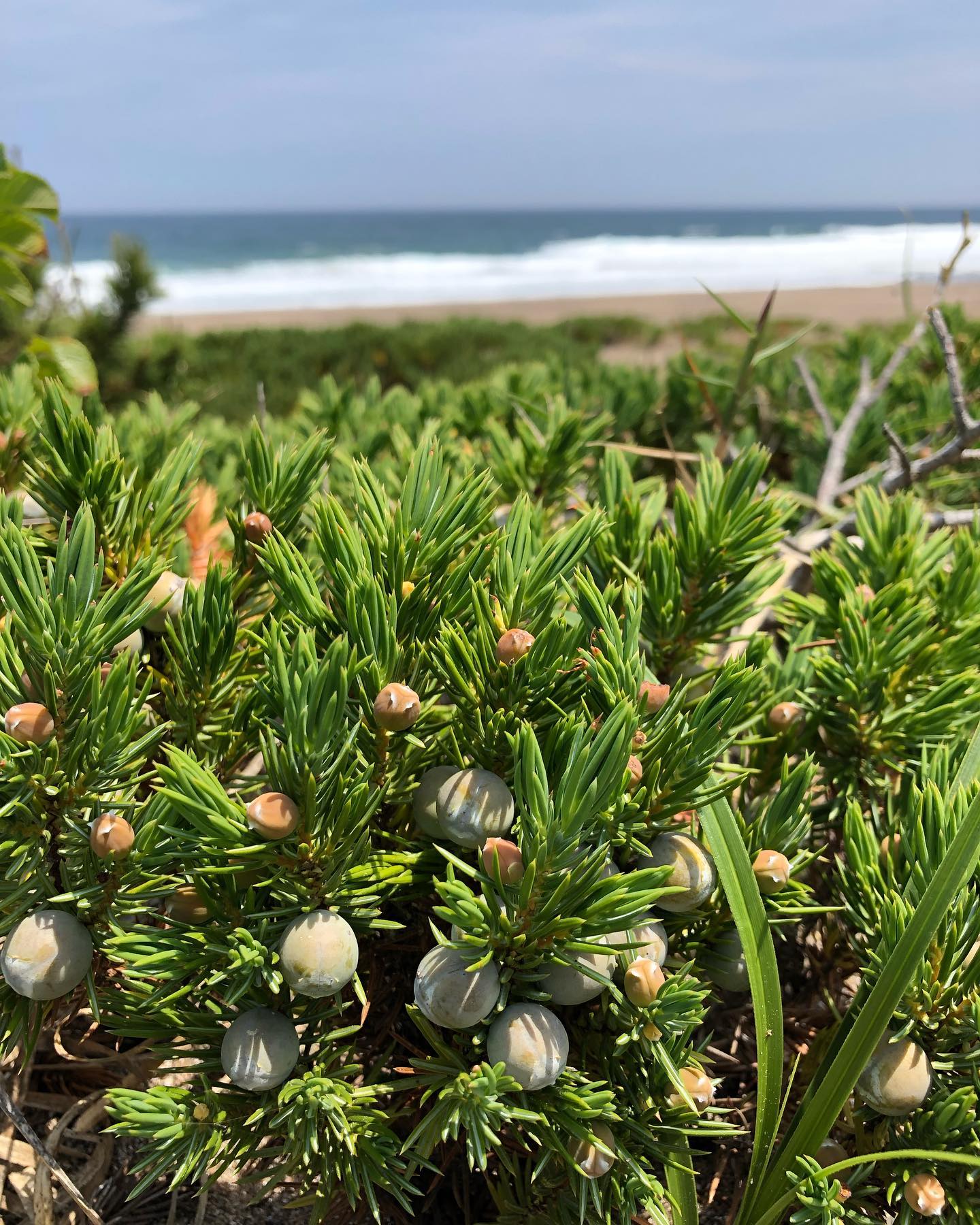 Plant FAQs: Juniperus Conferta - Shore Juniper