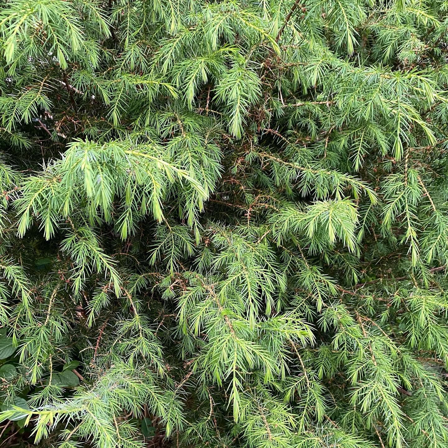 Plant FAQs: Juniperus Rigida