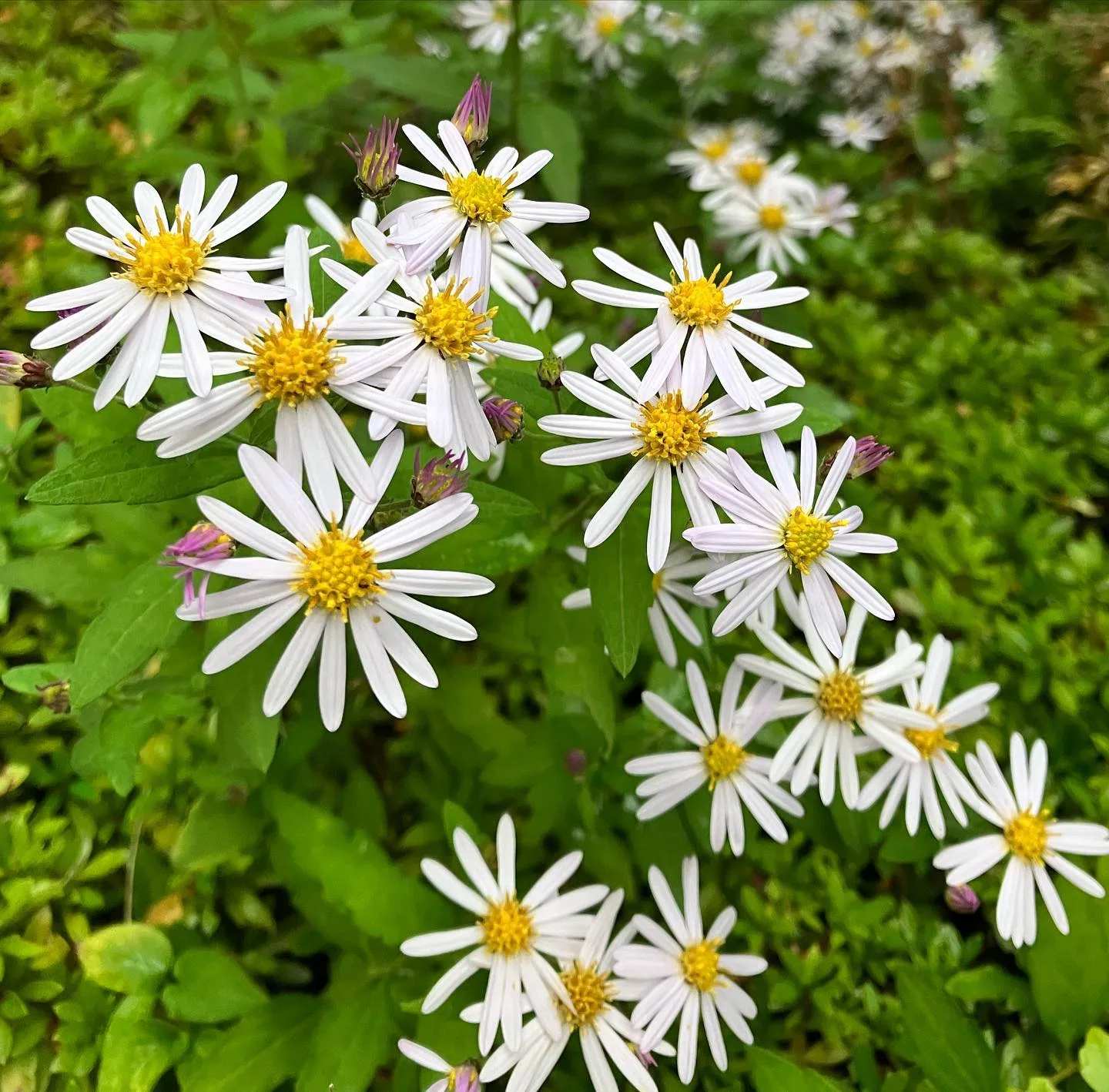 Plant FAQs: Kalimeris Indica