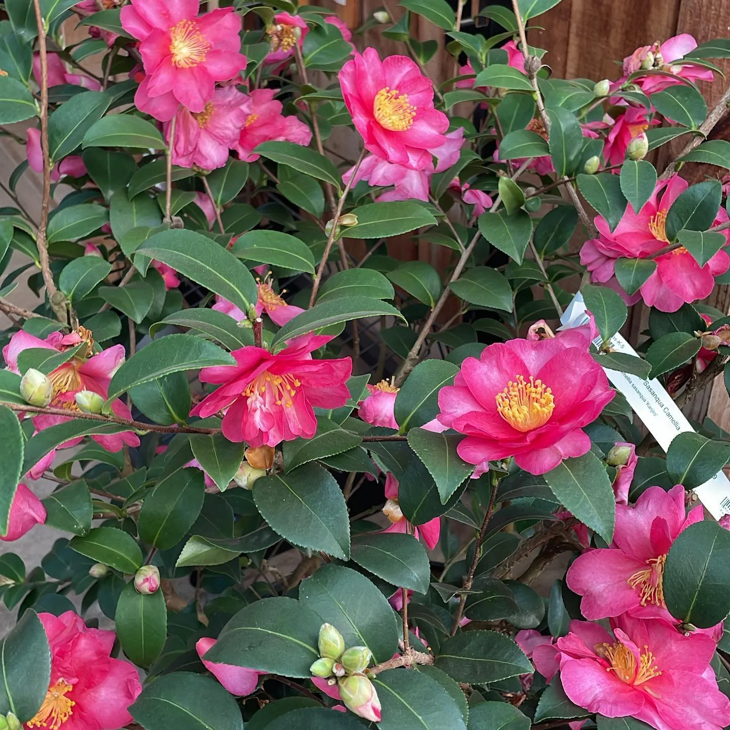 Plant FAQs: Kanjiro Camellia