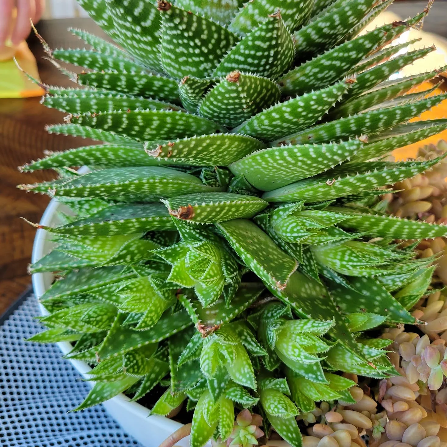 Plant FAQs: Lace Aloe - Aristaloe Aristata