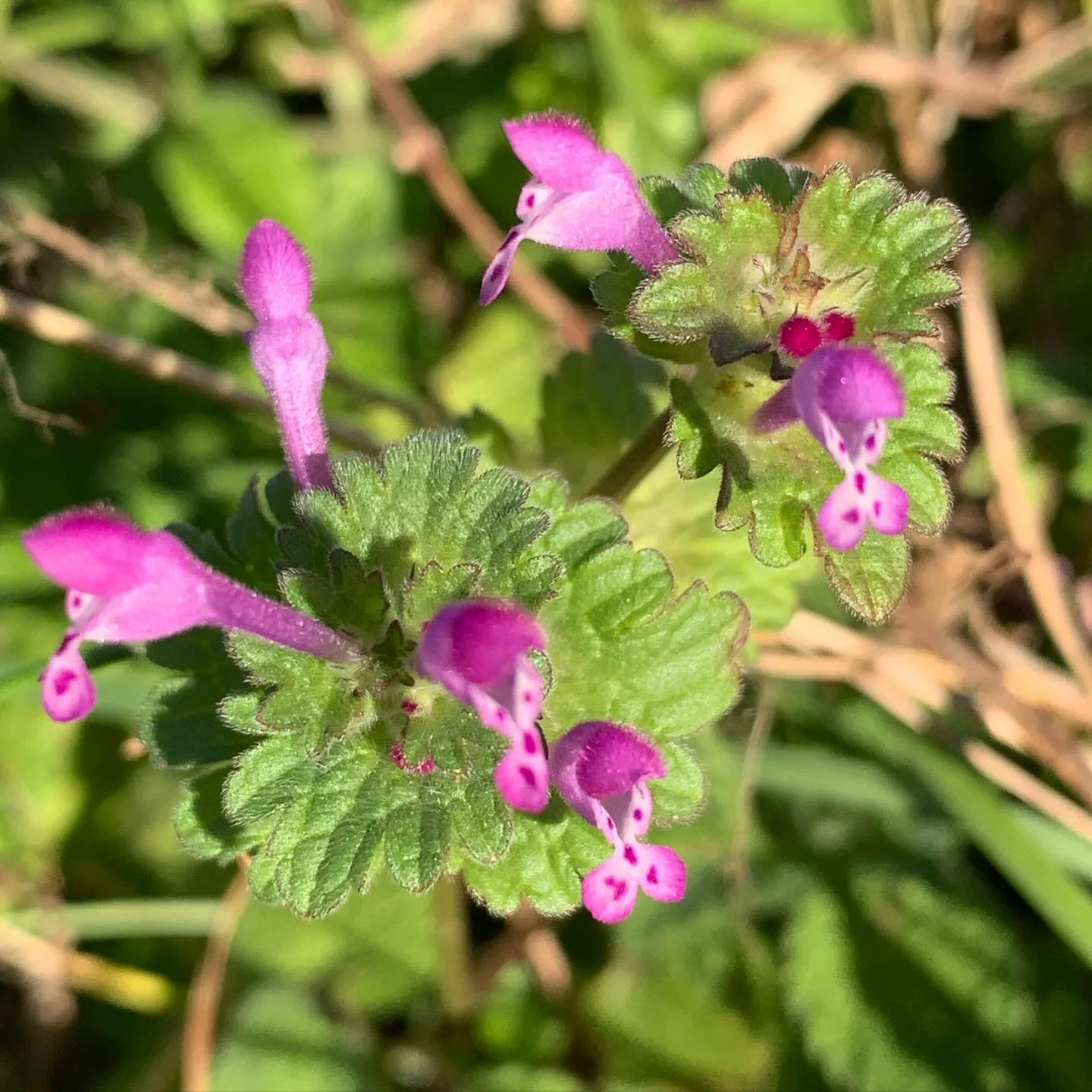 Plant FAQs: Lamium Amplexicaule