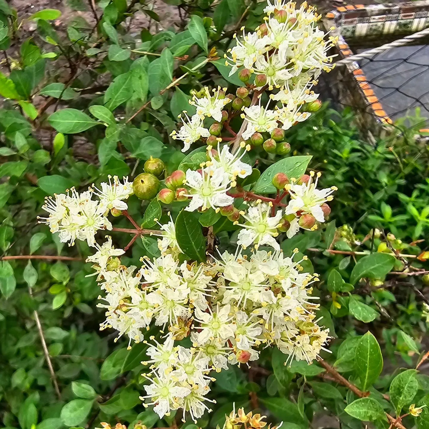 Plant FAQs: Lawsonia Inermis