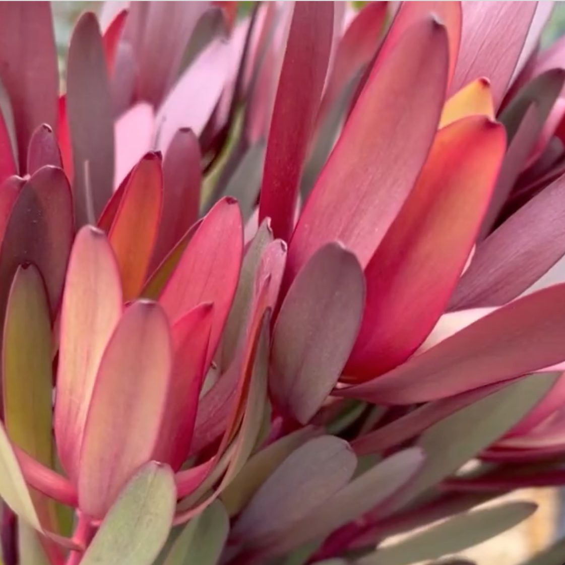 Plant FAQs: Leucadendron Safari Sunset