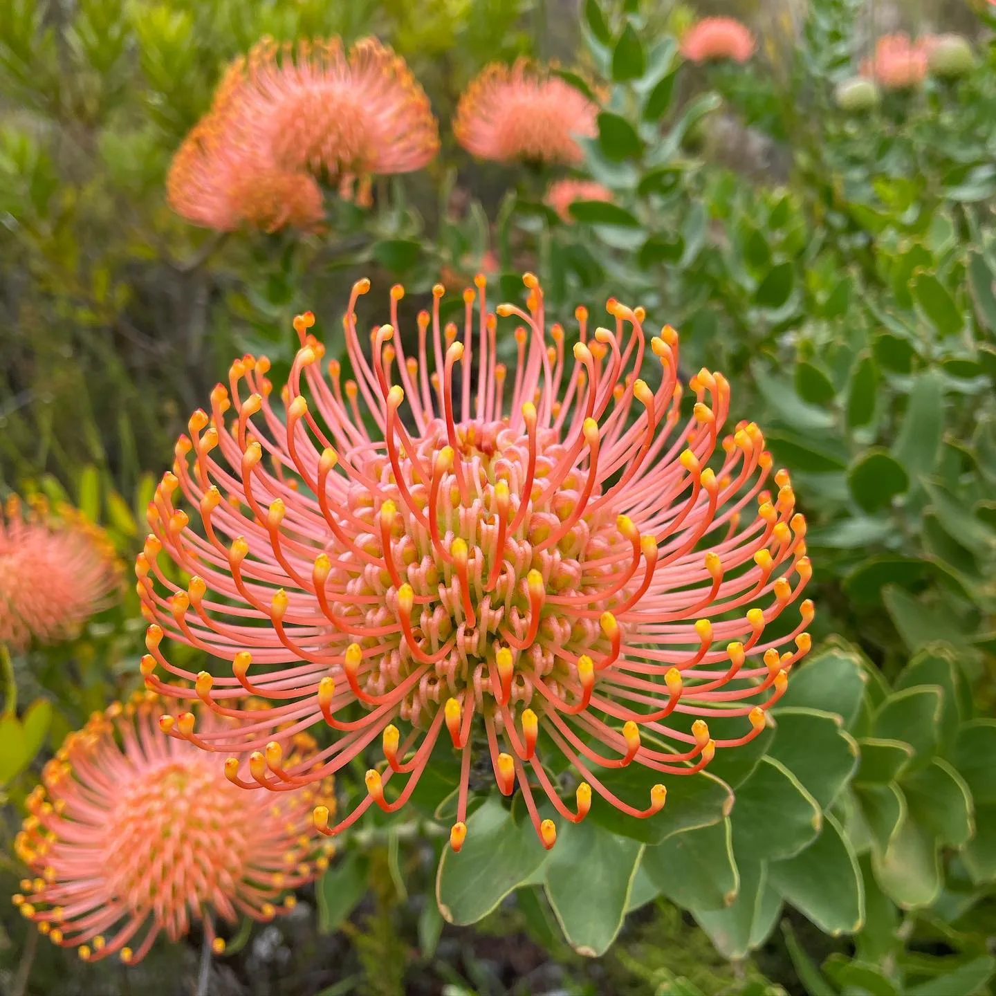 Plant FAQs: Leucospermum Cordifolium