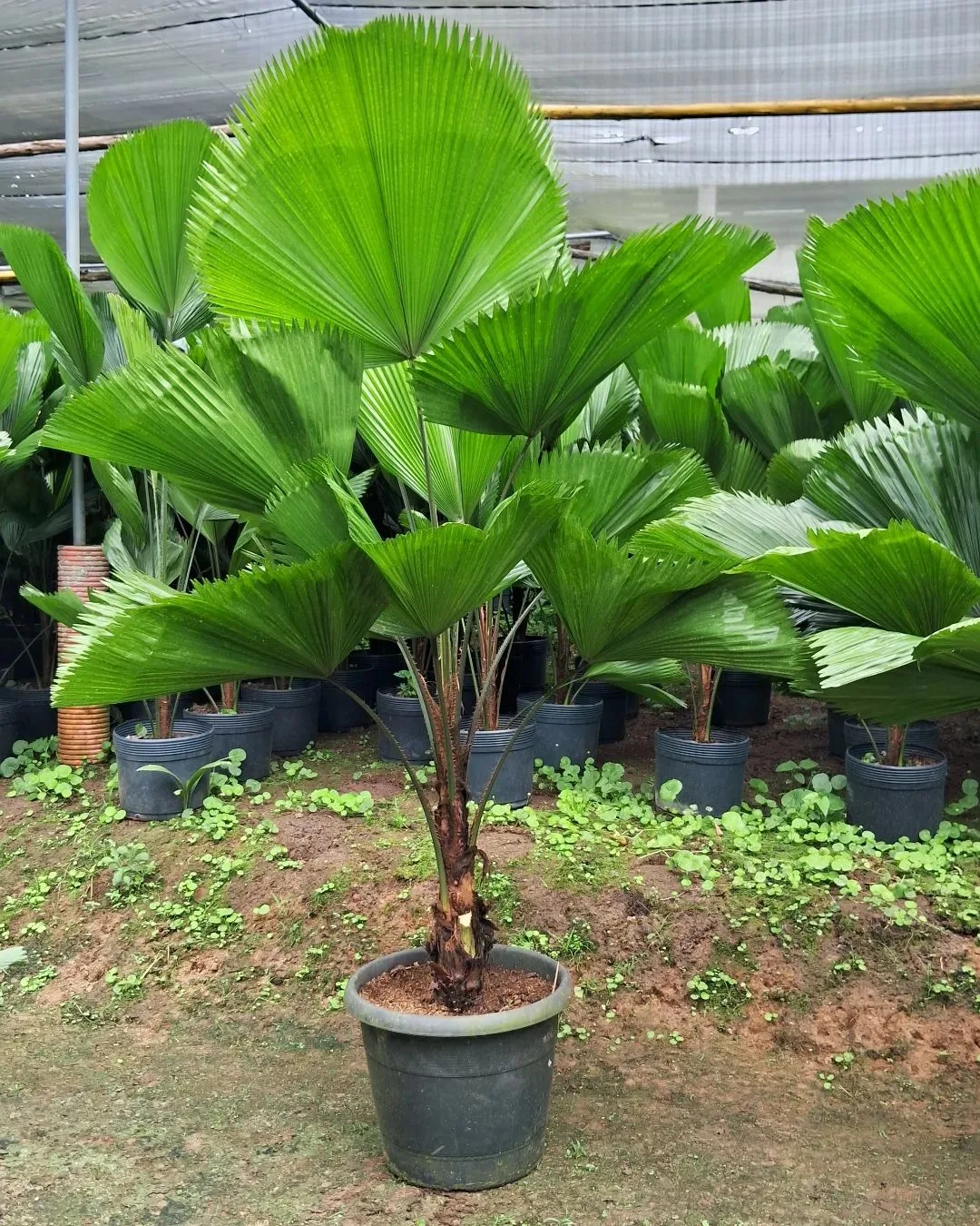 Plant FAQs: Licuala Grandis