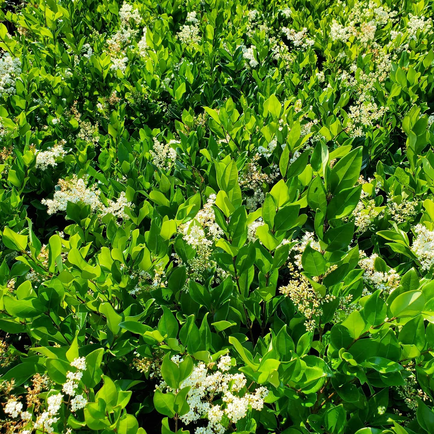 Plant FAQs: Ligustrum Texanum - Waxleaf Privet