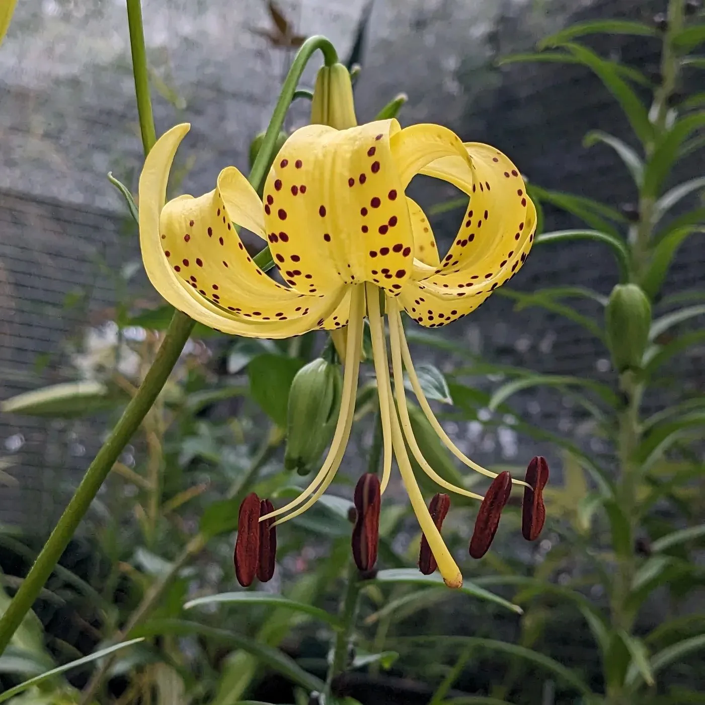 Plant FAQs: Lilium Leichtlinii