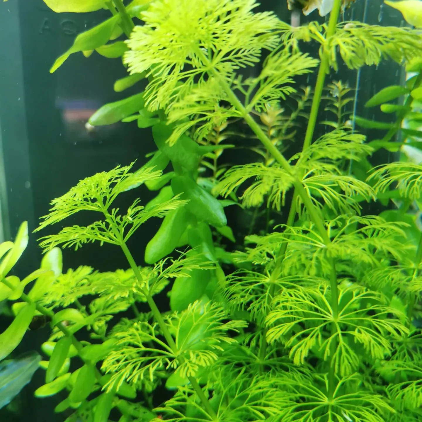 Plant FAQs: Limnophila Sessiliflora