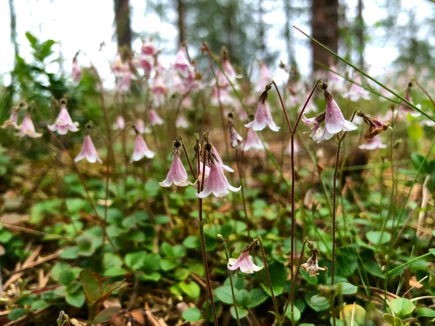Plant FAQs: Linnaea Borealis