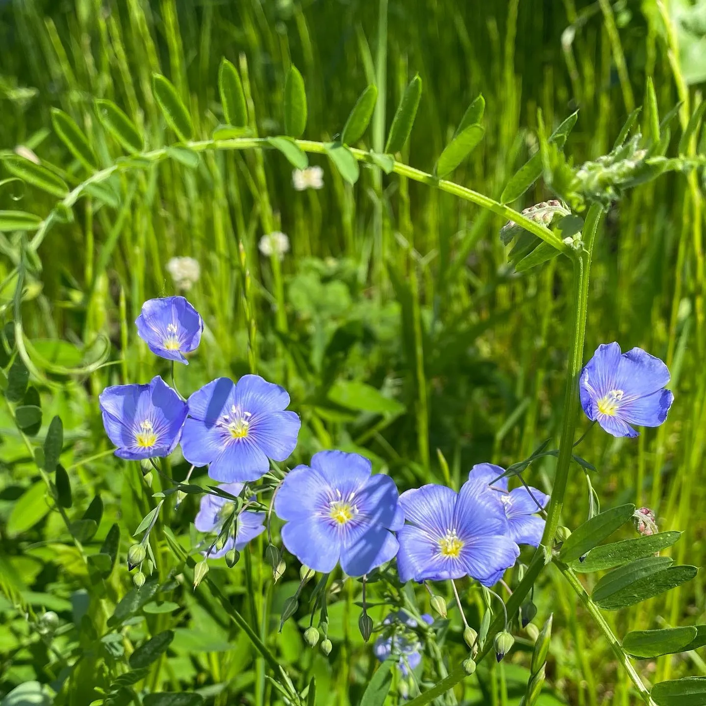 Plant FAQs: Linum Perenne