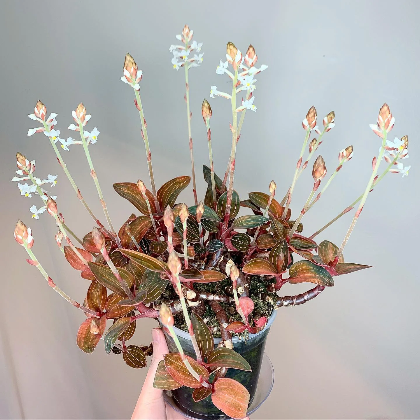 Plant FAQs: Ludisia Discolor - Jewel Orchid