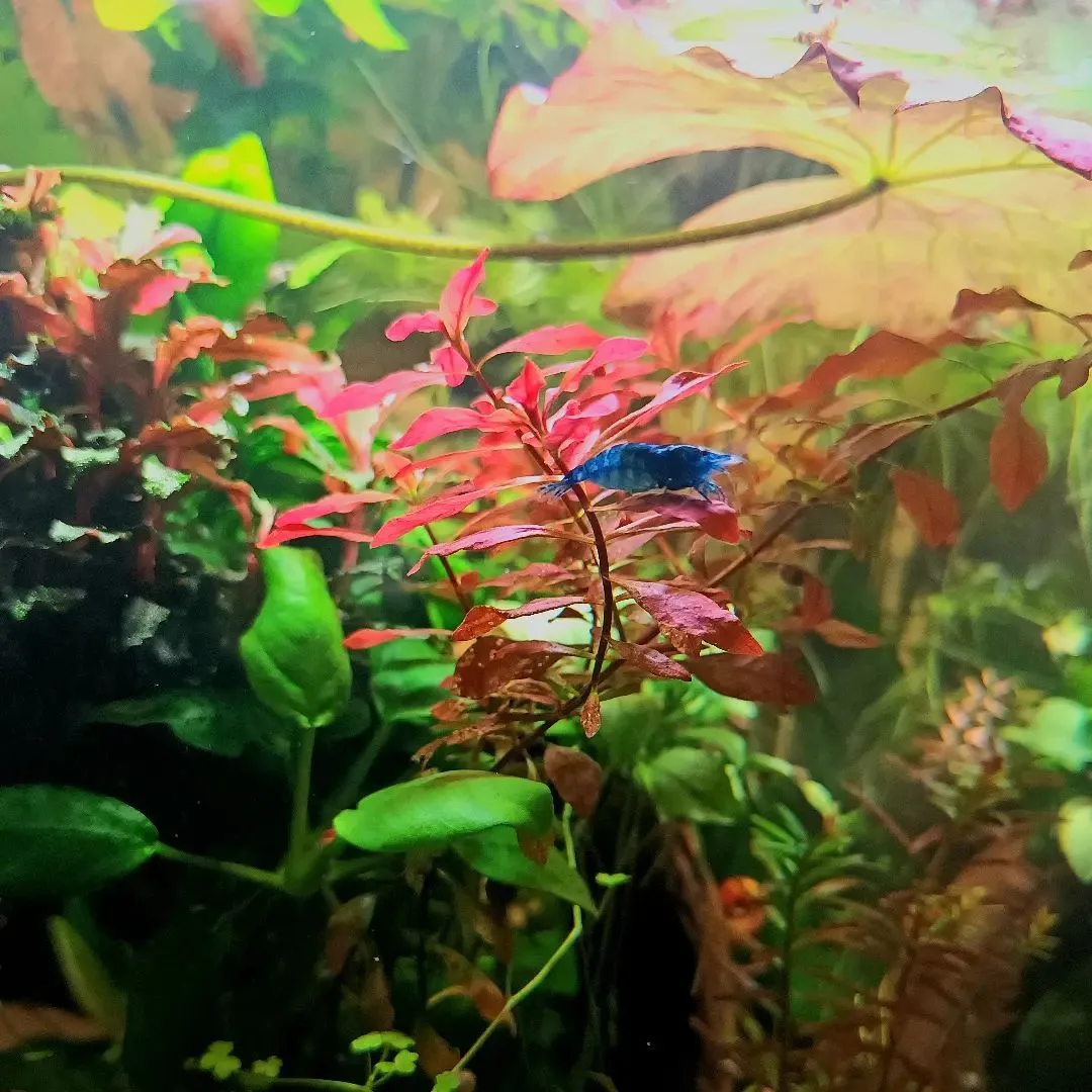 Plant FAQs: Ludwigia Palustris