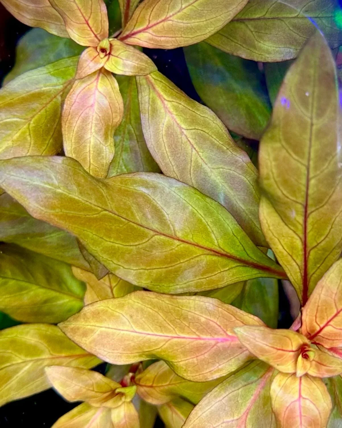 Plant FAQs: Ludwigia Repens
