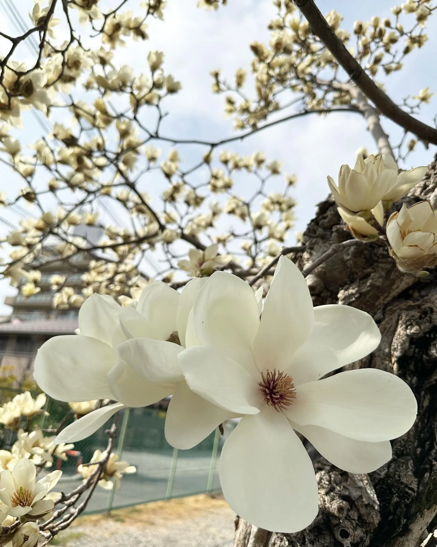 Plant FAQs: Magnolia Kobus