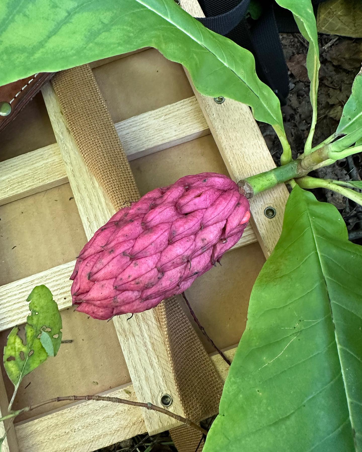 Plant FAQs: Magnolia Tripetala