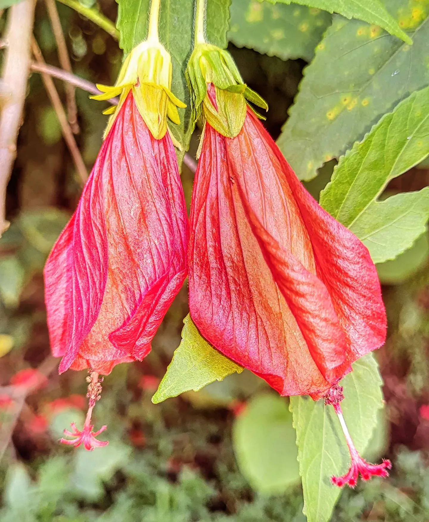 Plant FAQs: Malvaviscus Arboreus - Turk's Cap