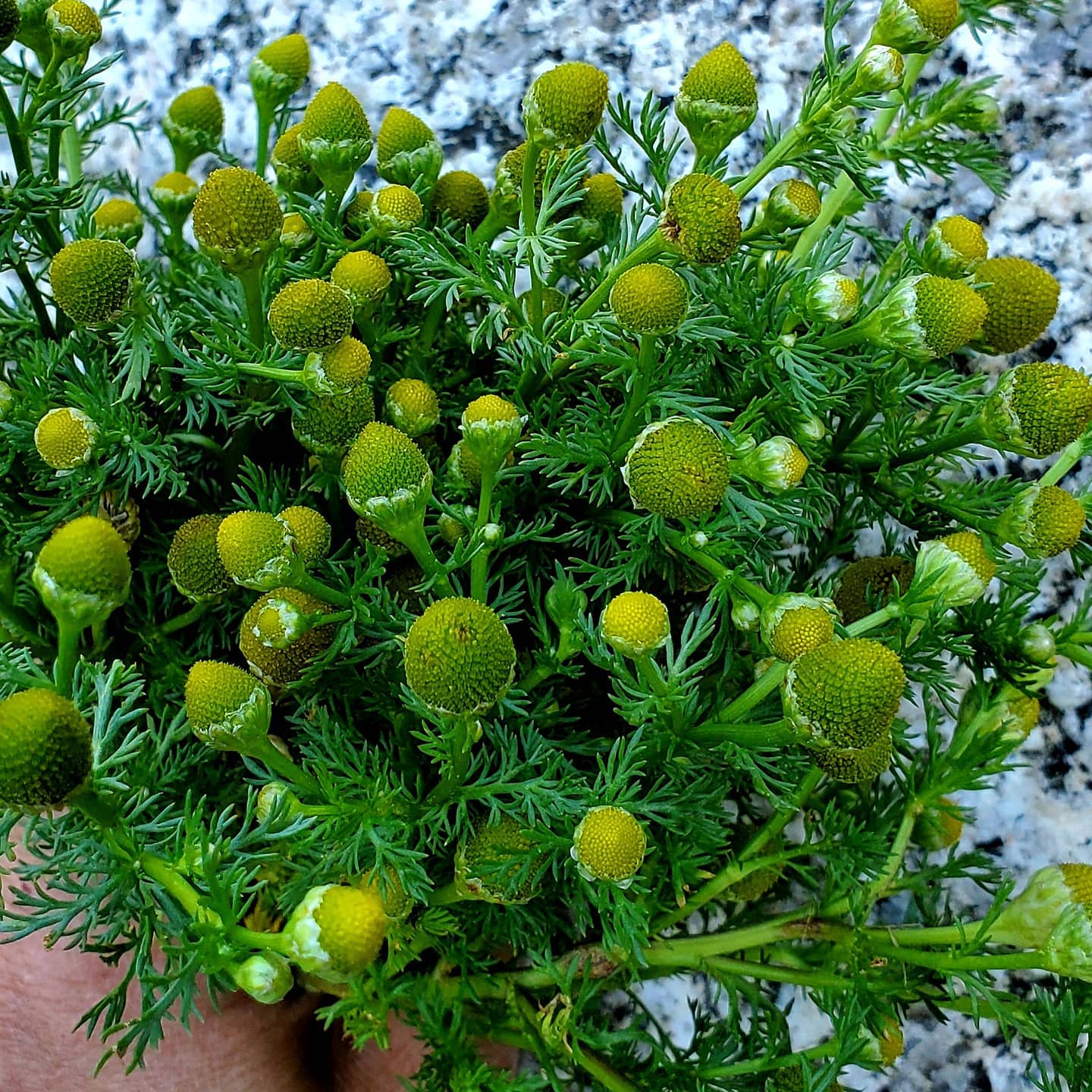 Plant FAQs: Matricaria Discoidea