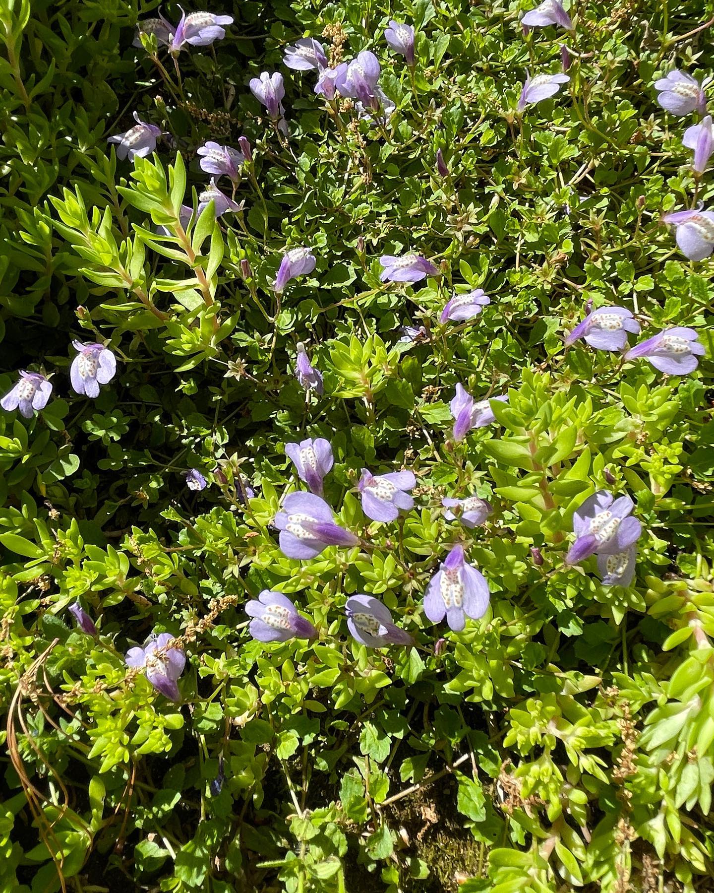 Plant FAQs: Mazus Reptans - Mazus Miquelii
