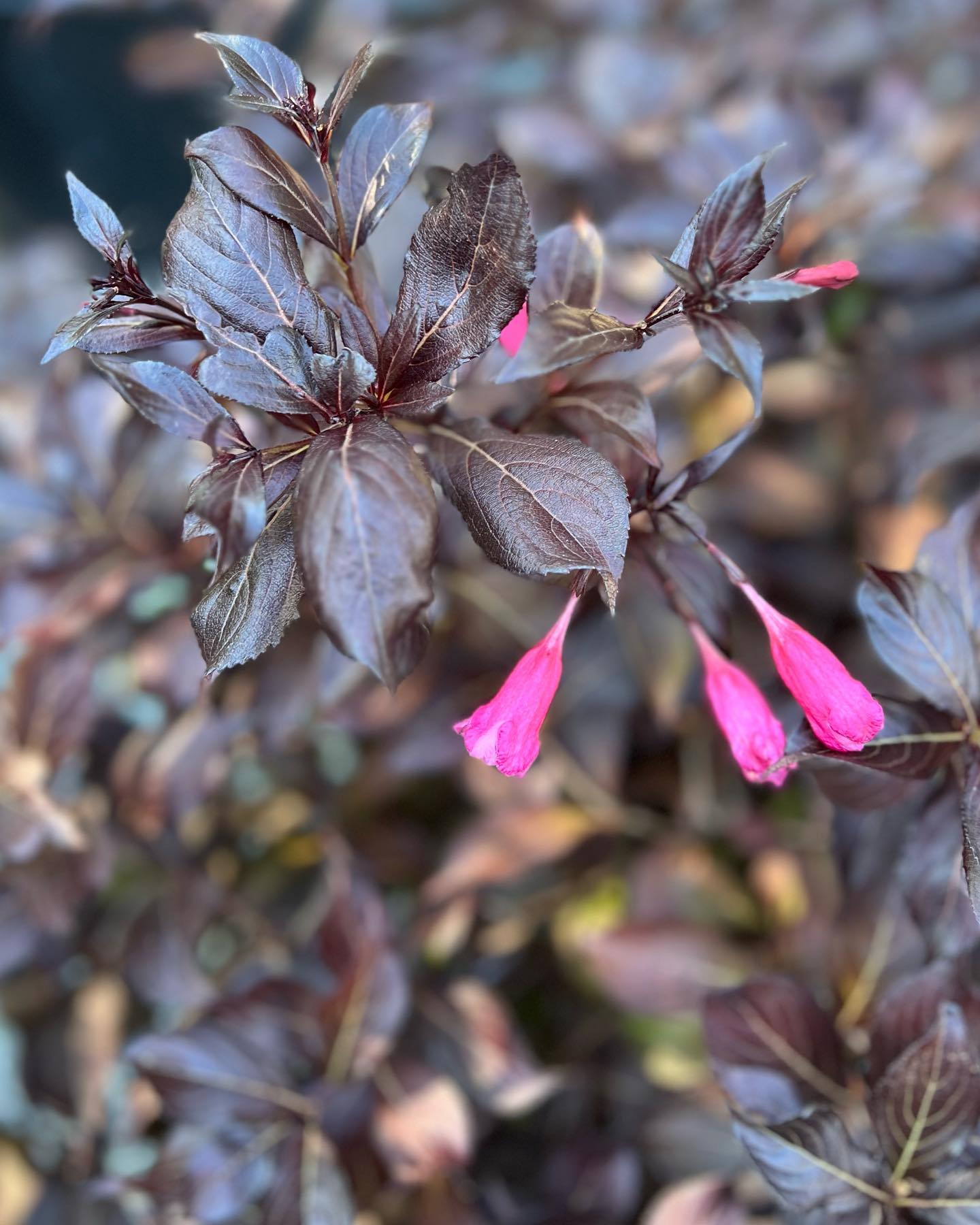 Plant FAQs: Midnight Wine Weigela