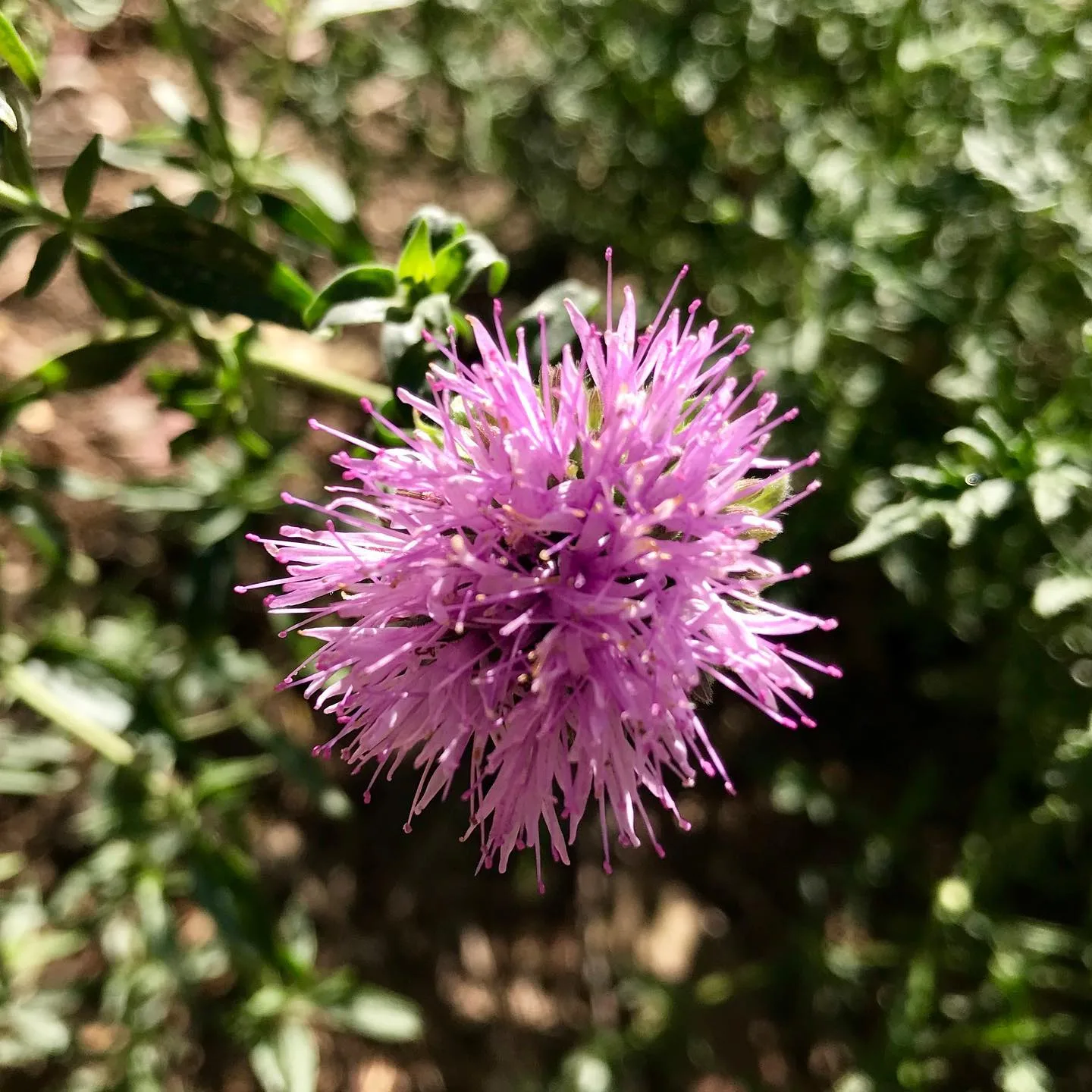 Plant FAQs: Monardella Villosa - Coyote Mint
