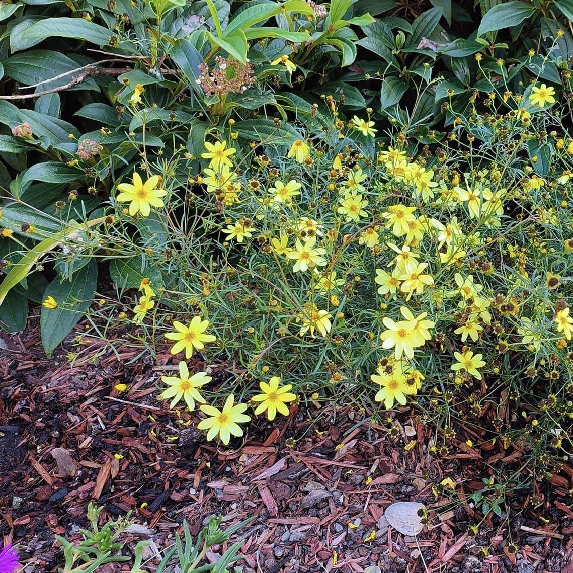 Plant FAQs: Moonbeam Coreopsis