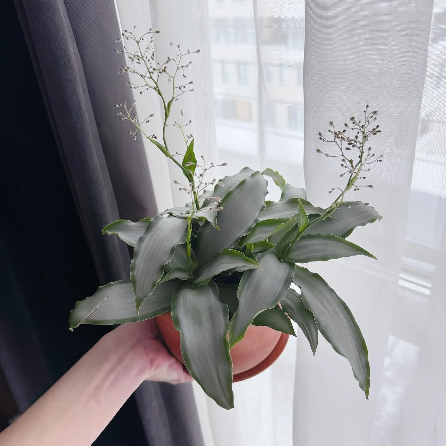 Plant FAQs: Murdannia Loriformis